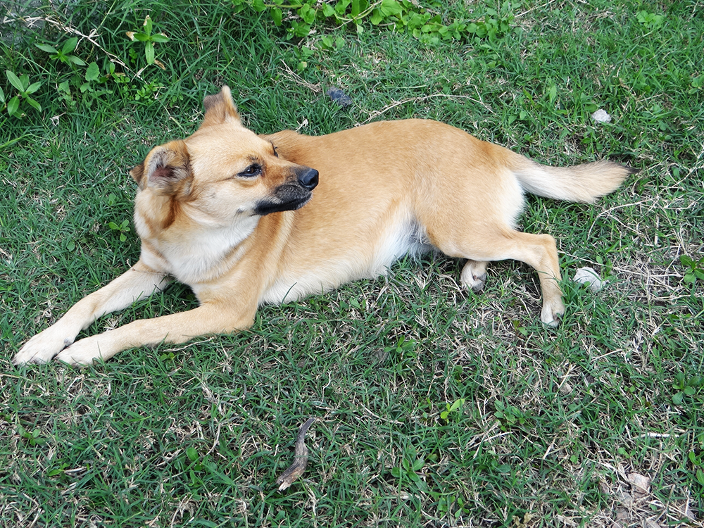 Ensaio de fotos: Polly e Pituca - Bianca Schultz
