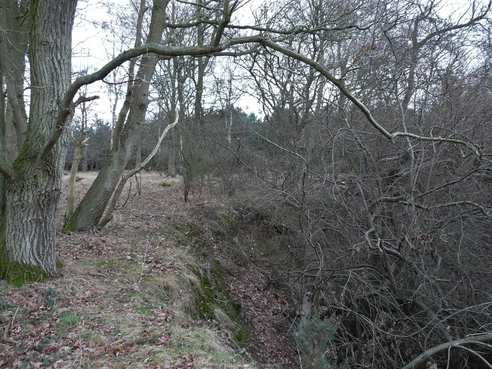 Cindy's Snaps: Beeches Pit, West Stow, Suffolk