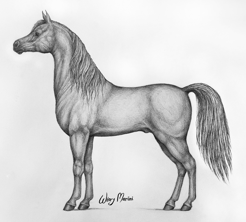 Art and Lore: How to draw an Arabian Horse, Side View