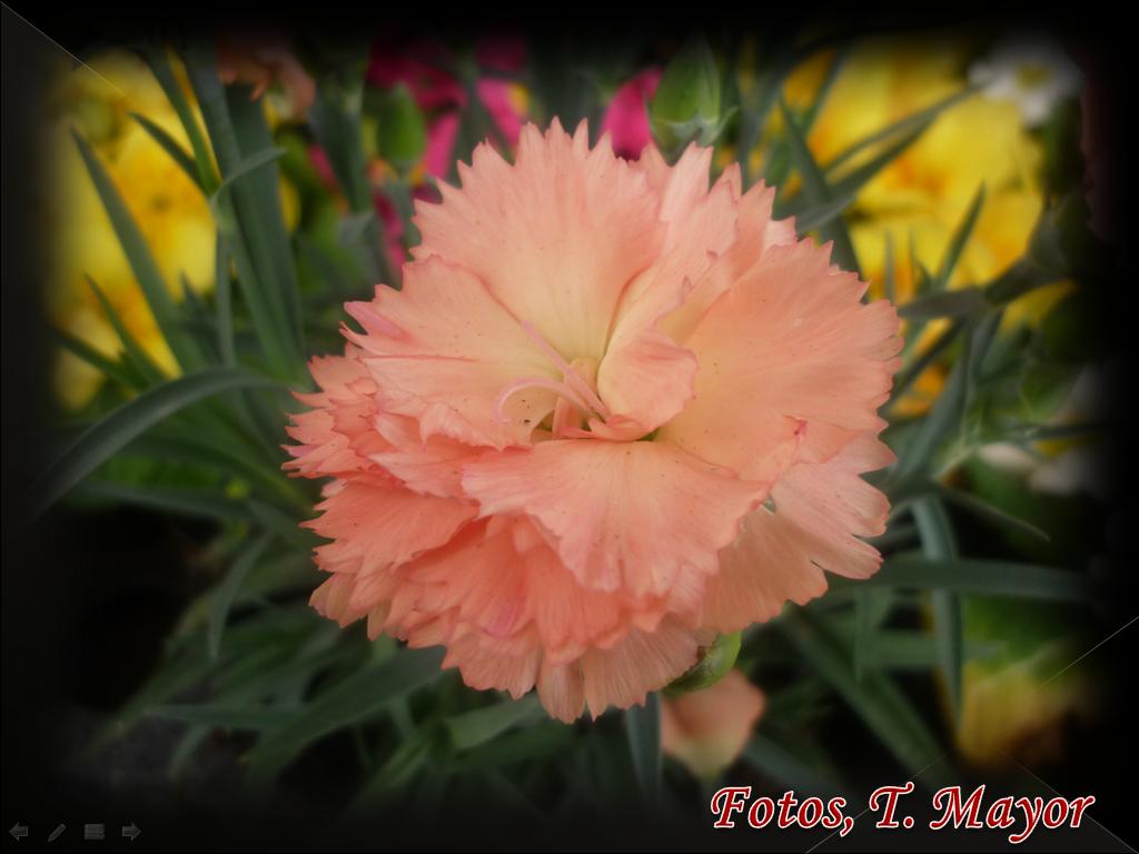Flores y plantas silvestres: " Dianthus caryophyllus ". Clavel.