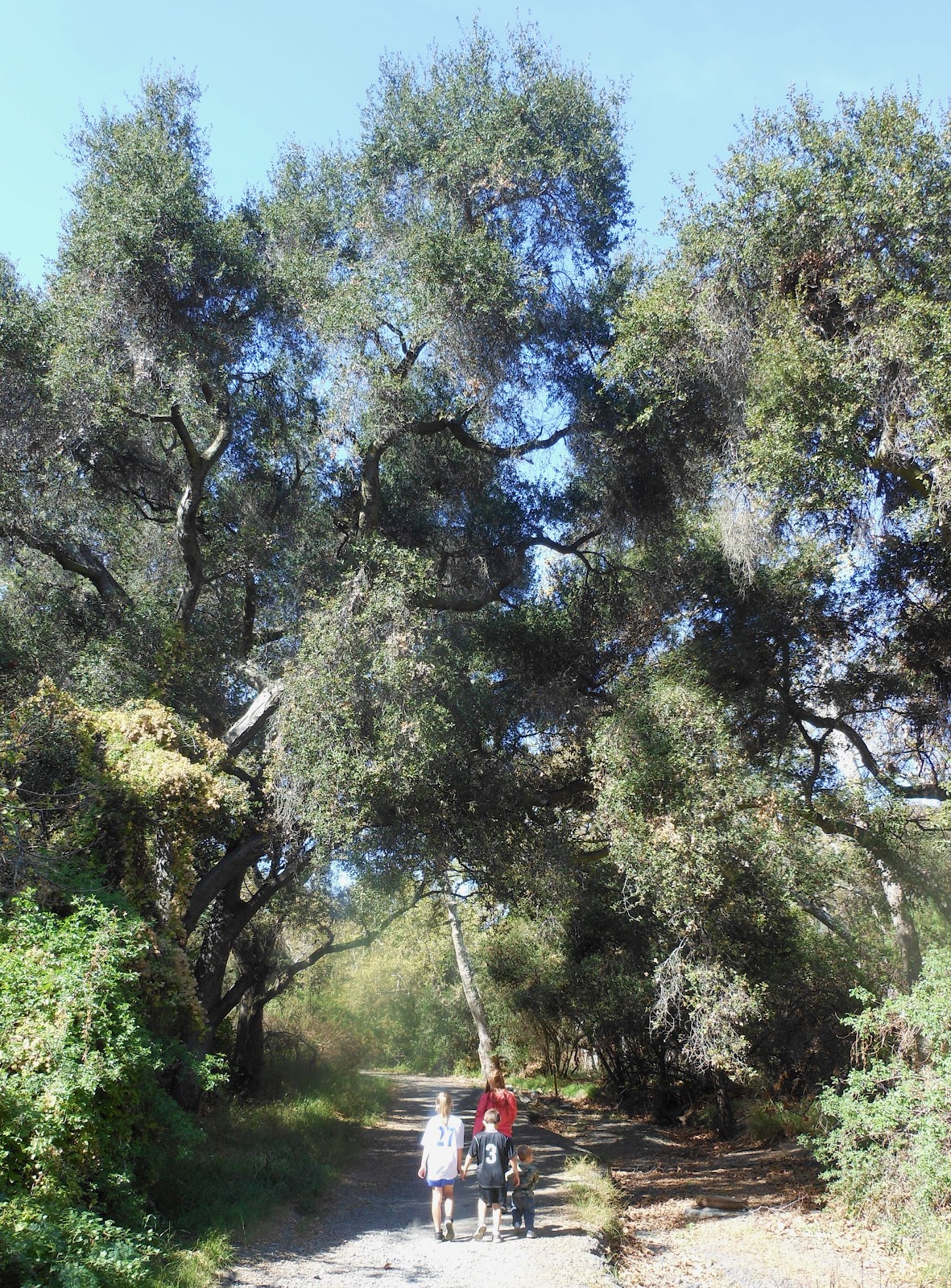 1000 Hikes in 1000 Days: Day 468: Sullivan Canyon Trail - Westridge ...