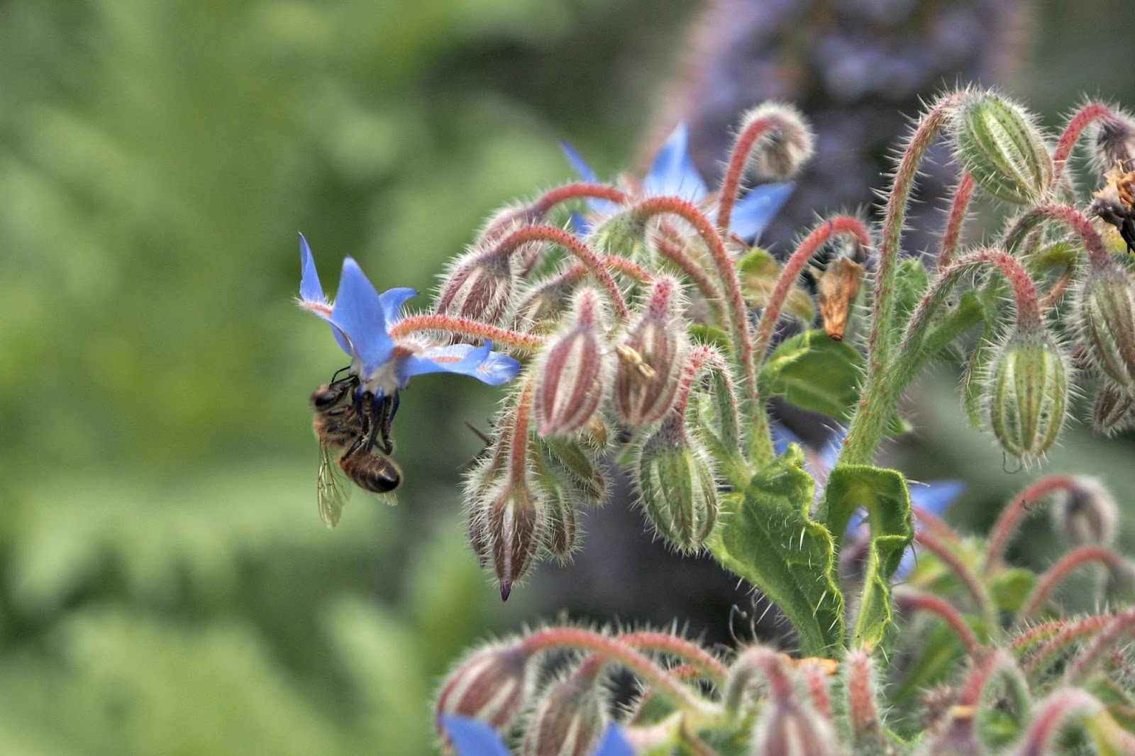 insects in the spring garden