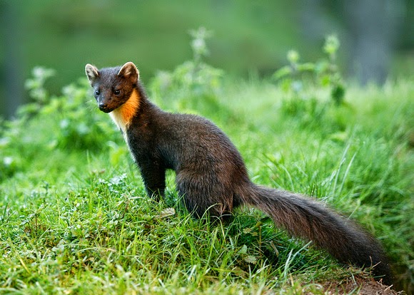 Info animales: MUSTÉLIDOS