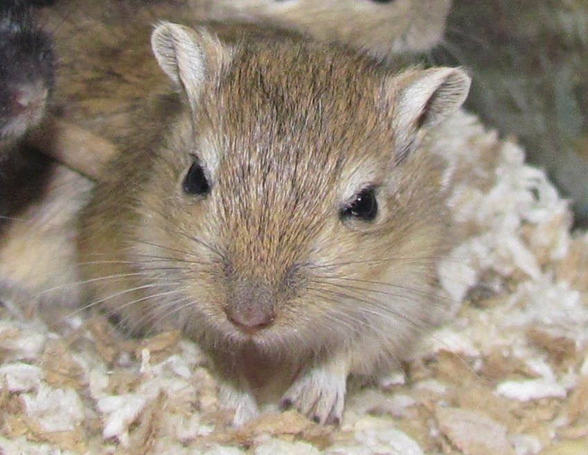 Fuzzy Feet 'n' Furry Tails Gerbils: 3 weeks/4 days