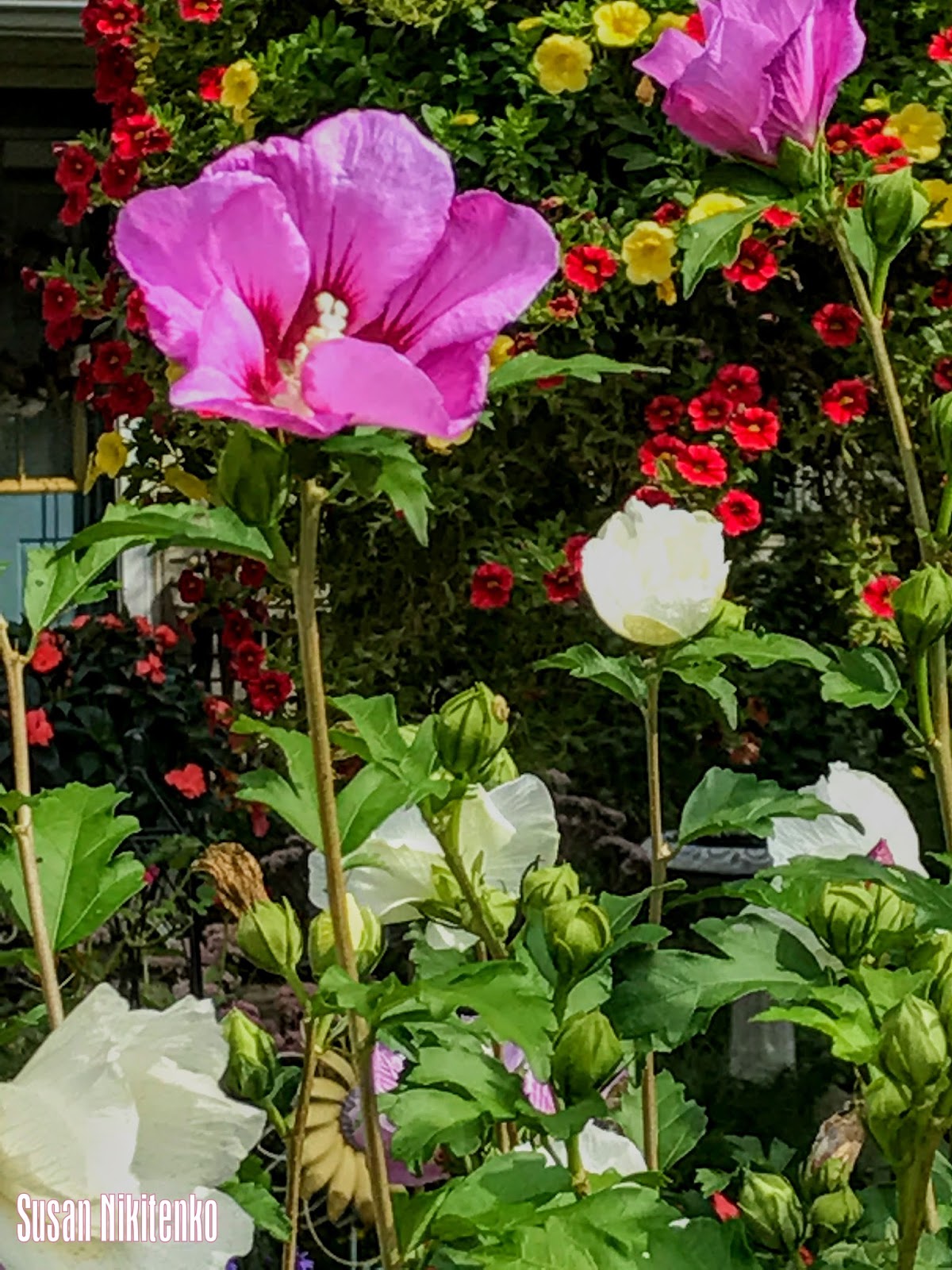 Rose Of Sharon In My Garden - September 10th, 2017