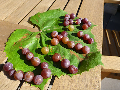 TravelMarx: Binomen Art - Vitis