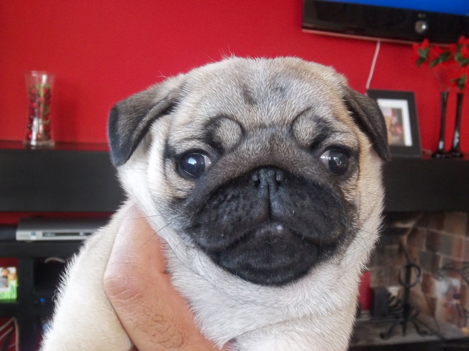 PUG CARLINO FROM ARGENTINE: PUGS & BULLMASTIFF FANCIERS - FANÁTICOS DEL ...
