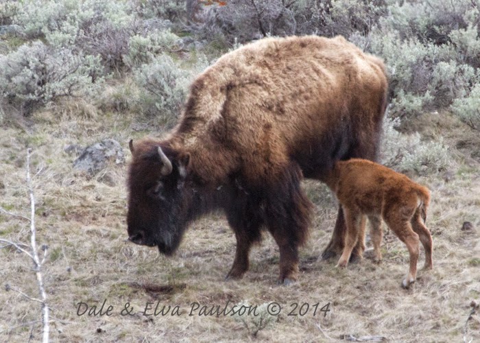 Elva's Field Notes: A Bison Birth