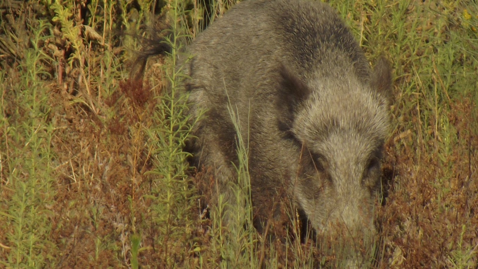 Extremadura naturalmente: El jabalí (Segunda parte)
