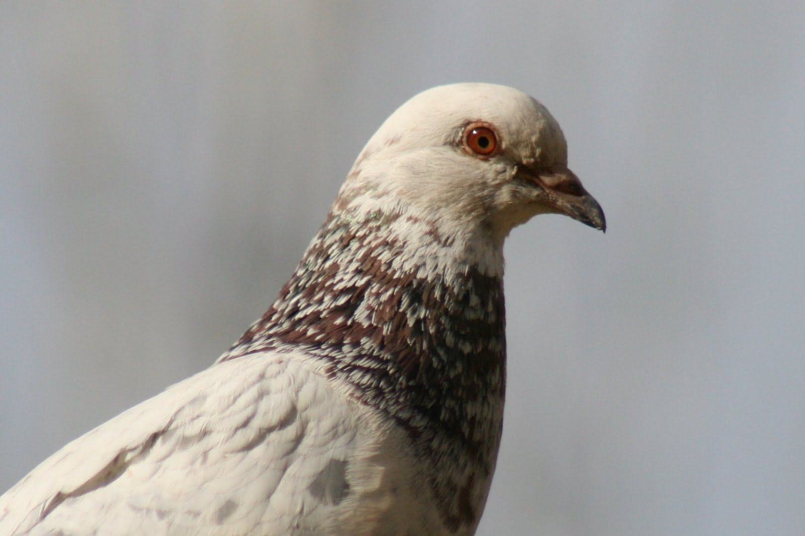 Pajaricos de Murcia: Las palomas urbanas (y 2)