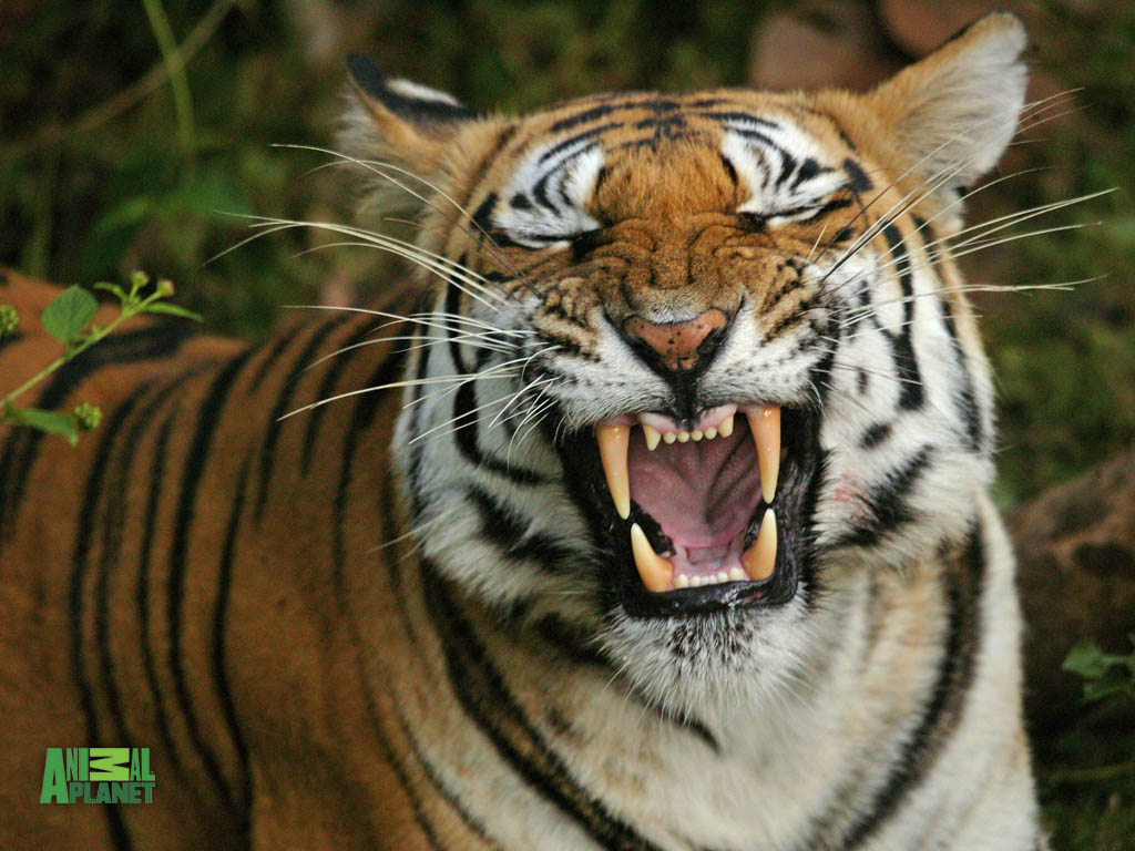 Tigers In Action Pictures | New Stylish Wallpaper