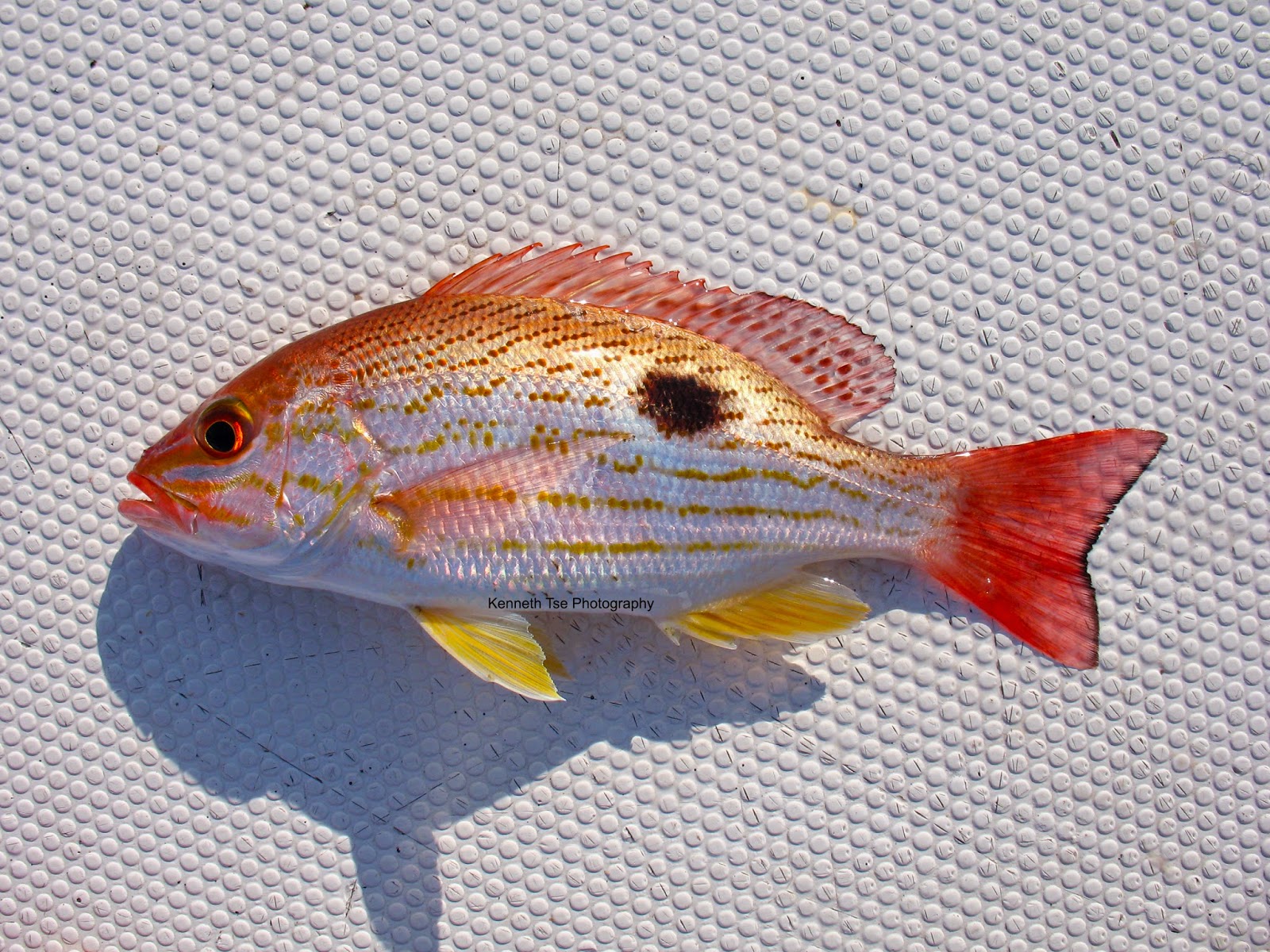 MuskieBait Adventures: 2015 Mazatlan (Day 4)