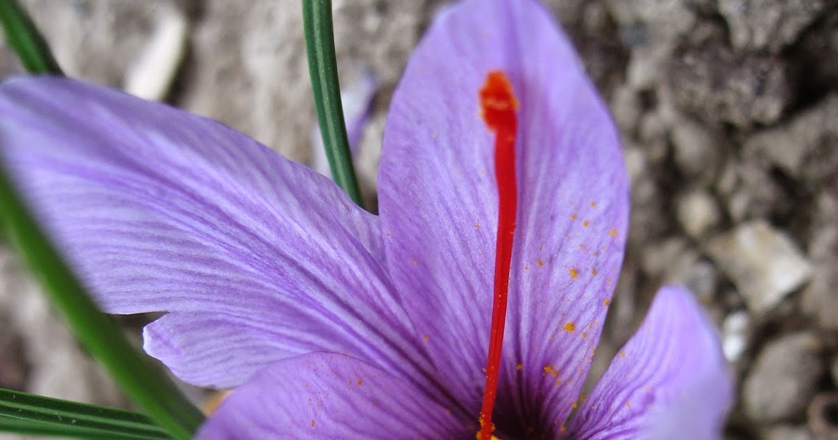Menakjubkan 27+ Bunga Saffron Fungsinya - Gambar Bunga Indah