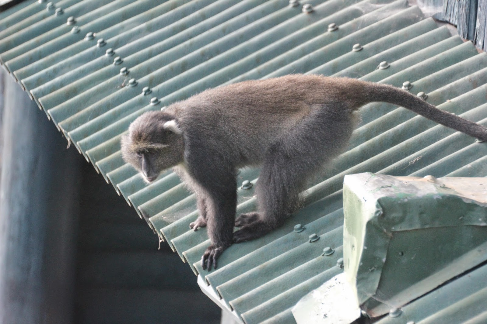 Cannundrums: Mount Kenya Sykes' Monkey
