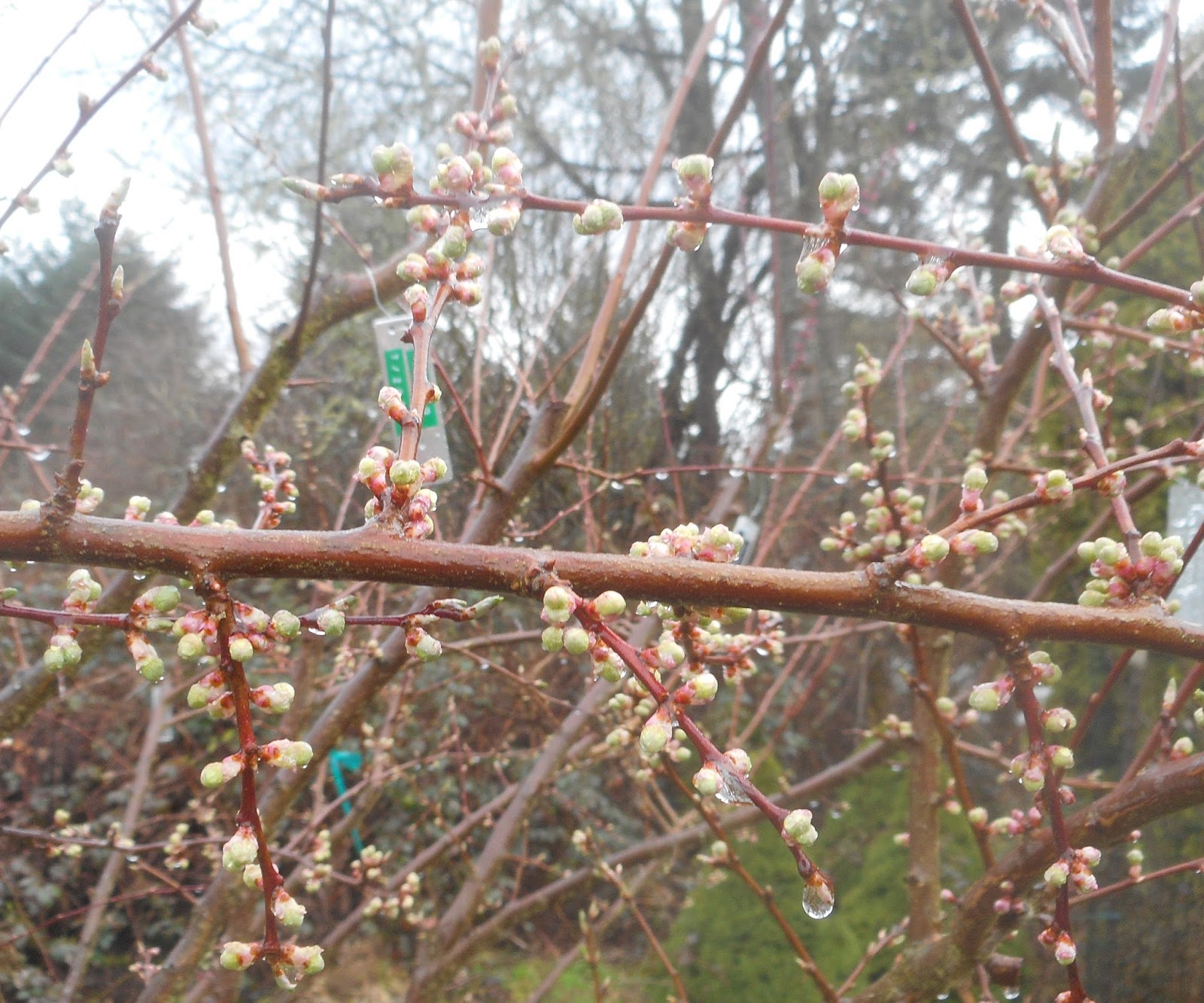 Daniel's Pacific NW Garden: Fruit Tree Buds. 2.21.16