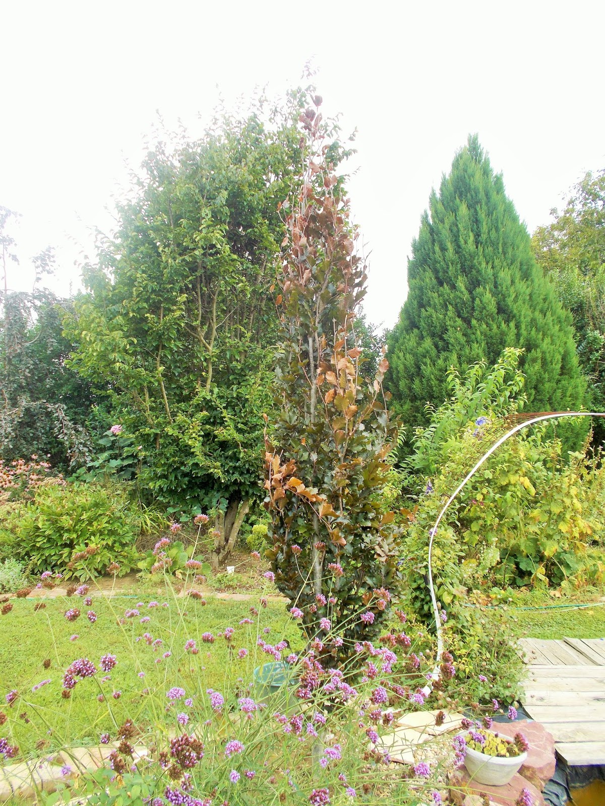 Csodás kertem: Miért ültessünk fát? - Kerti körkép augusztus elején