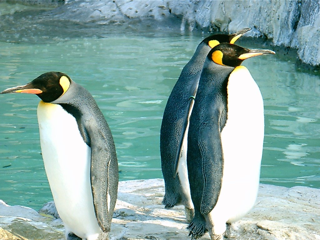 Wallpaper Blog: penguin background