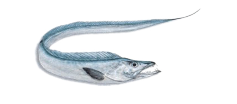 IFC ( INDOMINCO FISHING MANIA ): Jenis Ikan Laut Layur