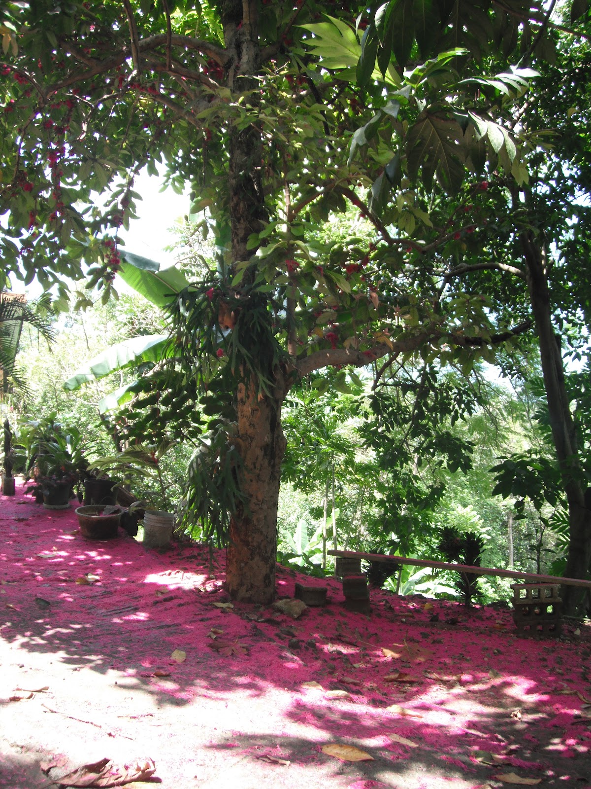 Estudio de la naturaleza: Arbol de Pomarosa (rose-apple)