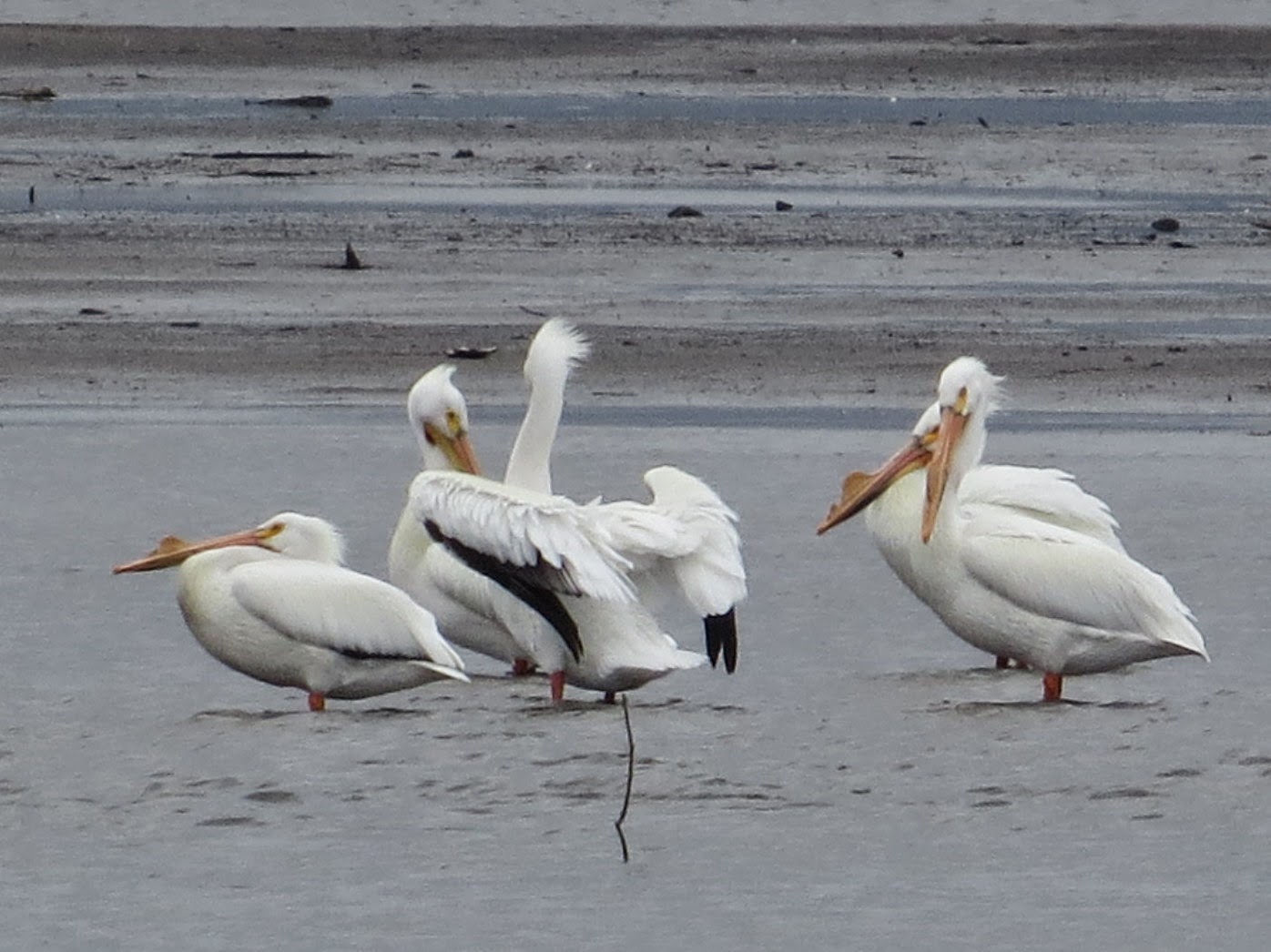 Penelopedia: Nature and Garden in Southern Minnesota: Pelicans and Wing ...
