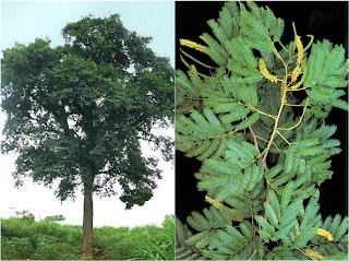 -EcoRSBrasil-: Angico – Parapiptadenia rigida