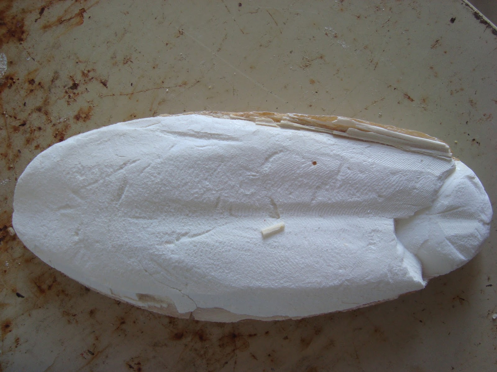 ES NECESARIO EL HUESO DE JIBIA?