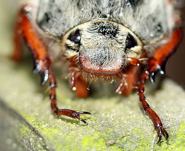 Naturwunder ...: Es ist Mai - die Zeit der Maikäfer (Feldmaikäfer)