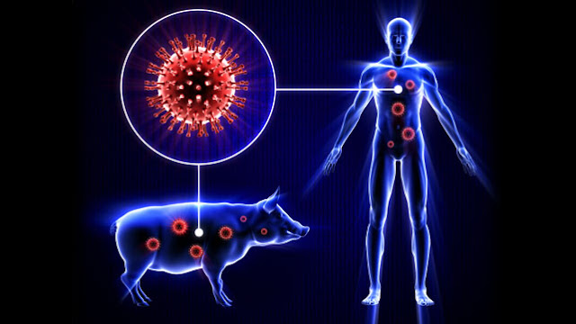 SOUTH AFRICA - SWINE FLU OUTBREAK SEES 22 TREATED IN THE SOUTHERN CAPE ...