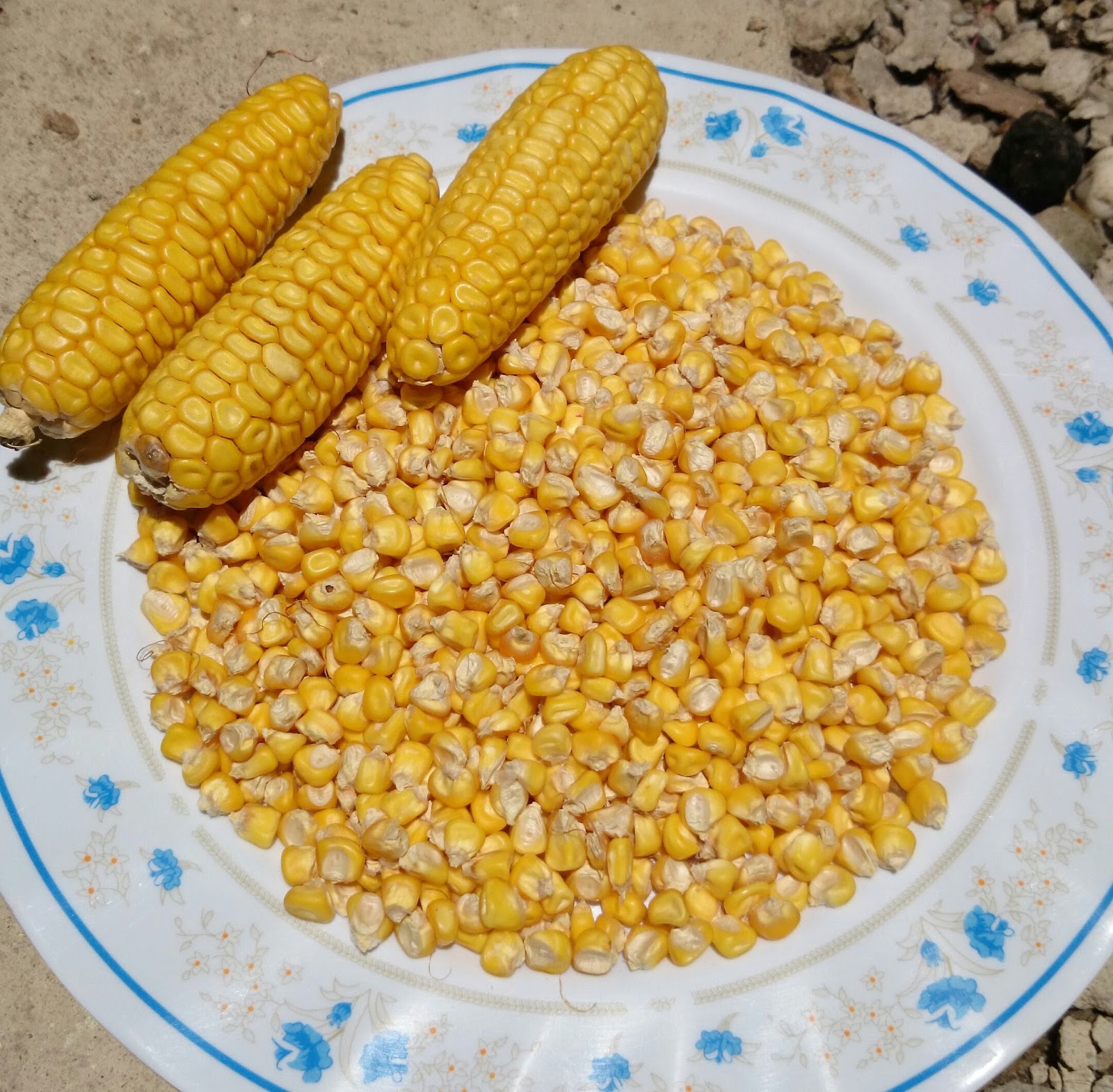 BENIH JAGUNG HEIRLOOM ONLINE - Tanomkinotuan