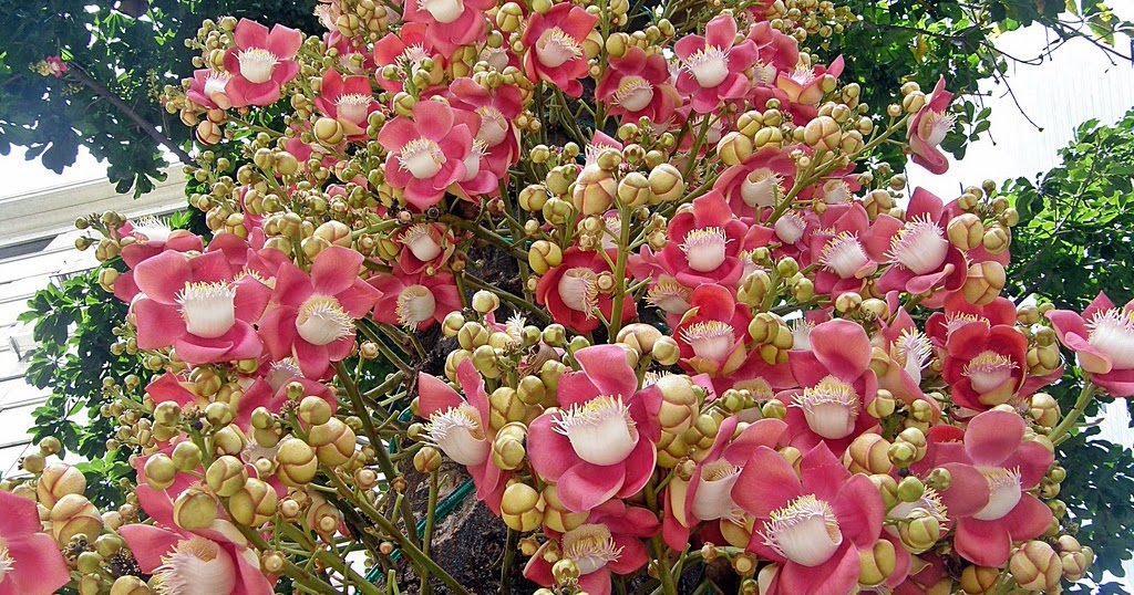 THE CANNONBALL TREE - Couroupita guianensis |The Garden of Eaden