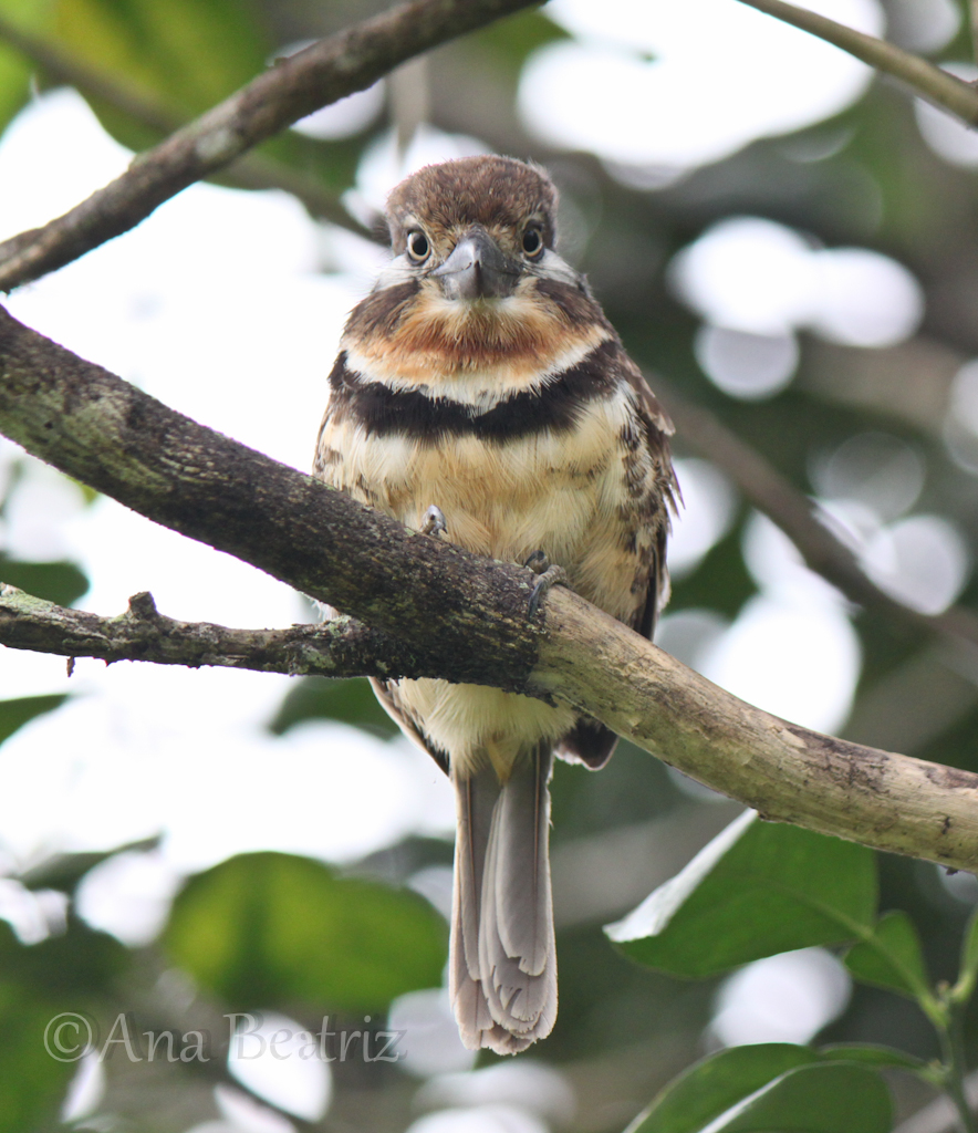 Aventura fotográfica: Bobito punteado, Coludo, Tol o Buco bobito ...