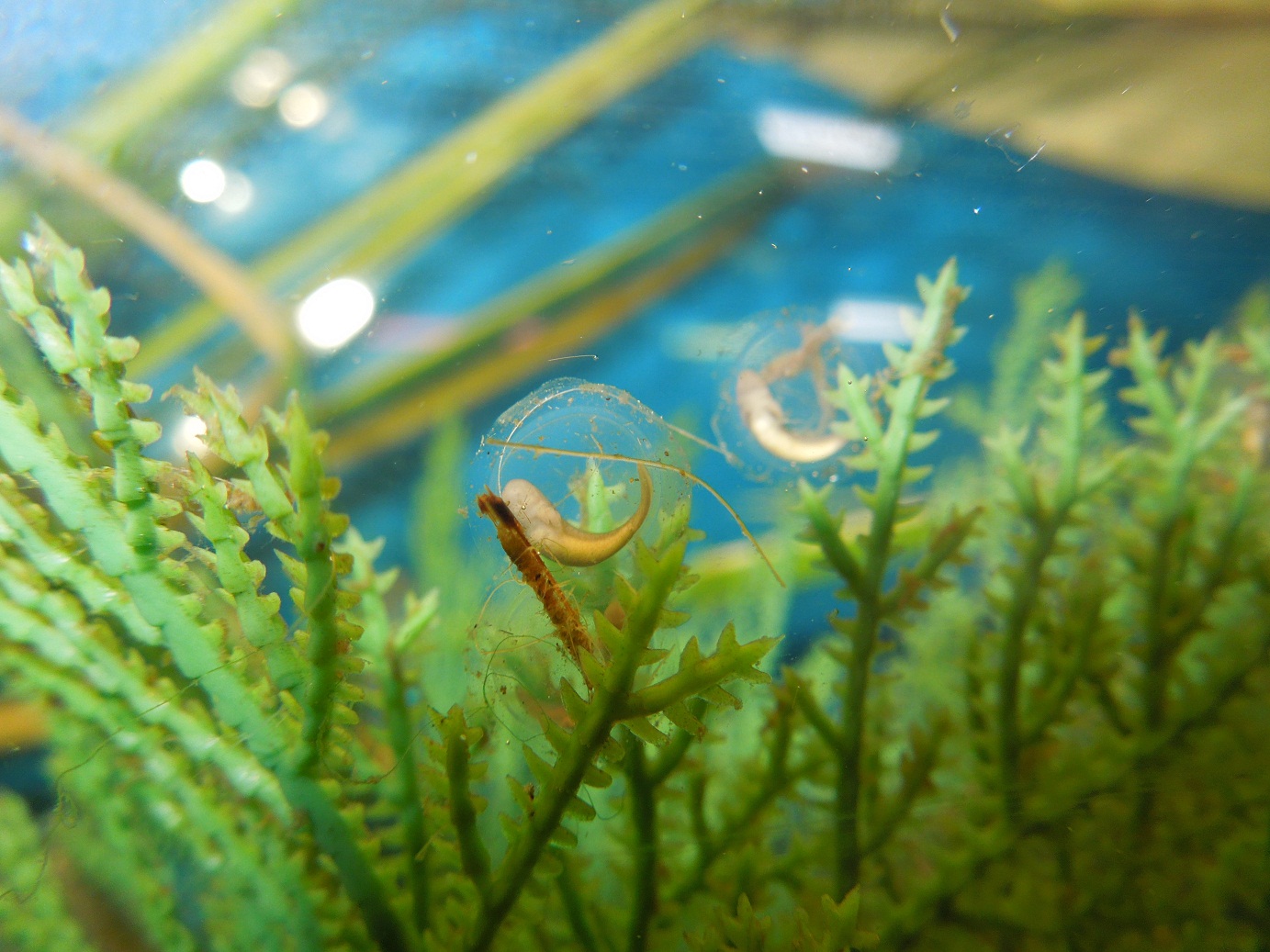 Reptiles Amphibians & Fish: AXOLOTL EGGS DEVELOPMENT