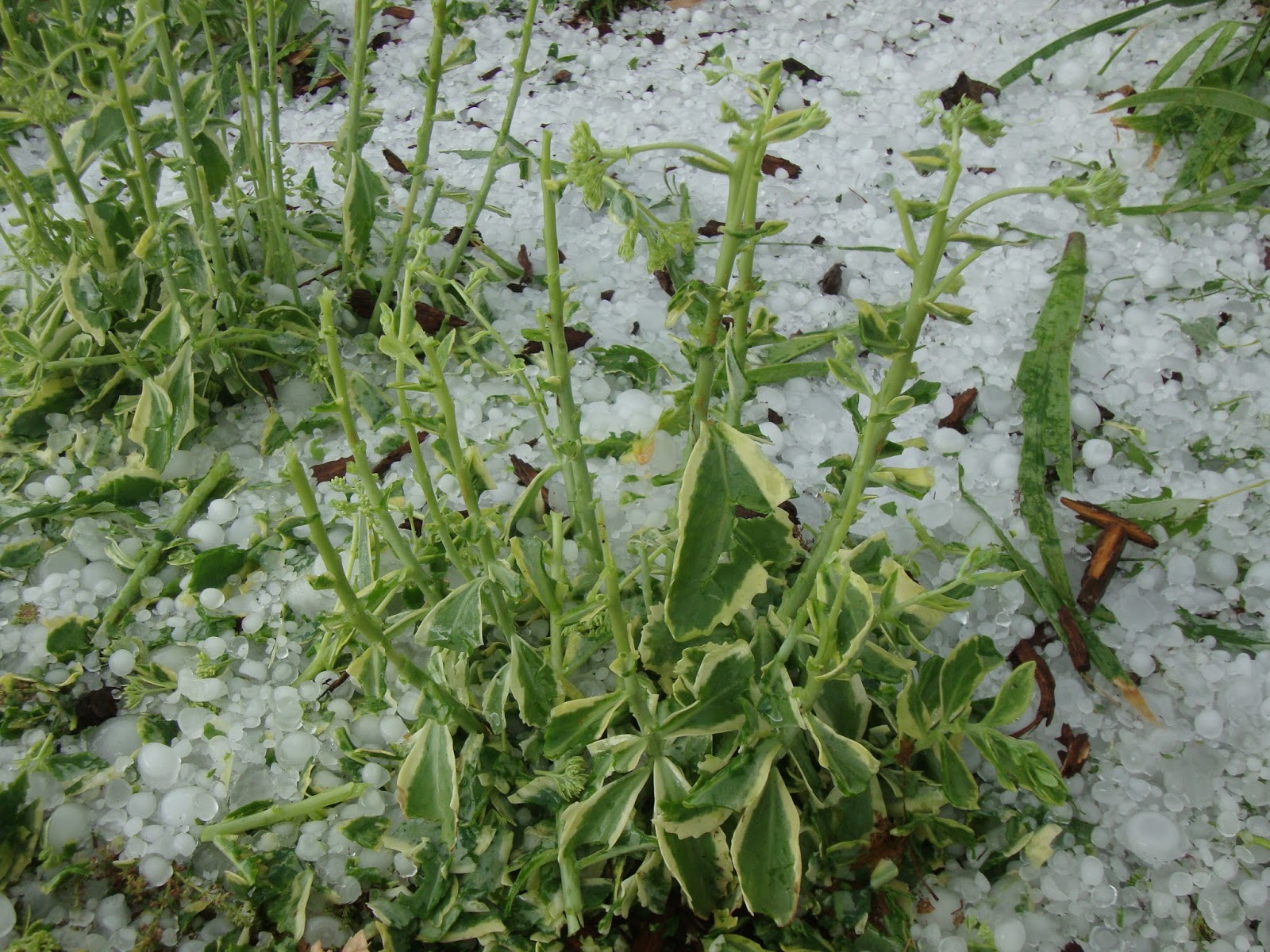 CO-Horts: What the Hail!? Plants that Stood Up to the Ice Bombs
