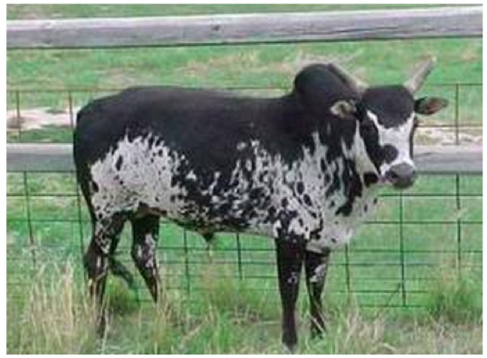 10 Miniature Cattle Breeds for Your Small Farm | Big Picture Agriculture