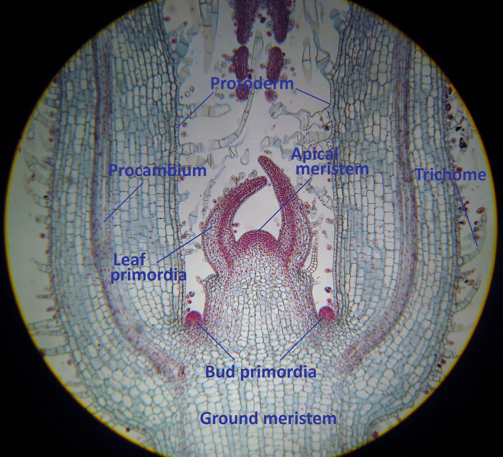 UBC Biology 210 Blog: Lab 4 - Stems: Structure and Function