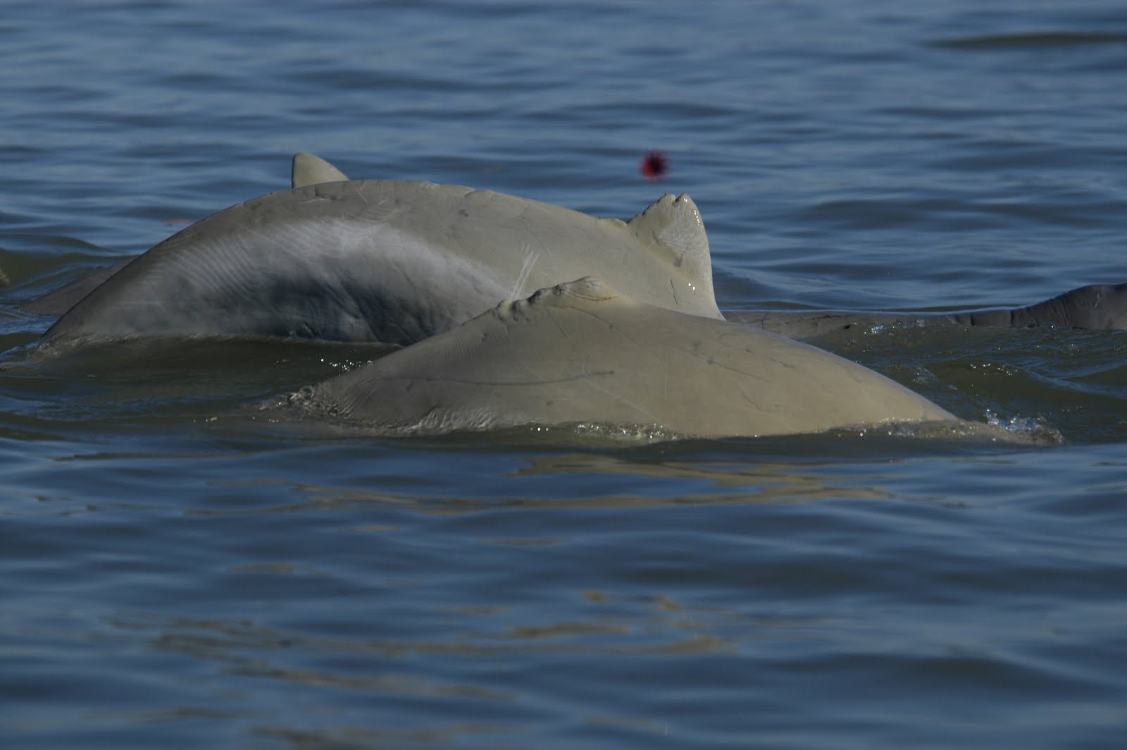 Team Dolphin: August 2011