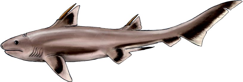 Hybodontiformes - Alchetron, The Free Social Encyclopedia