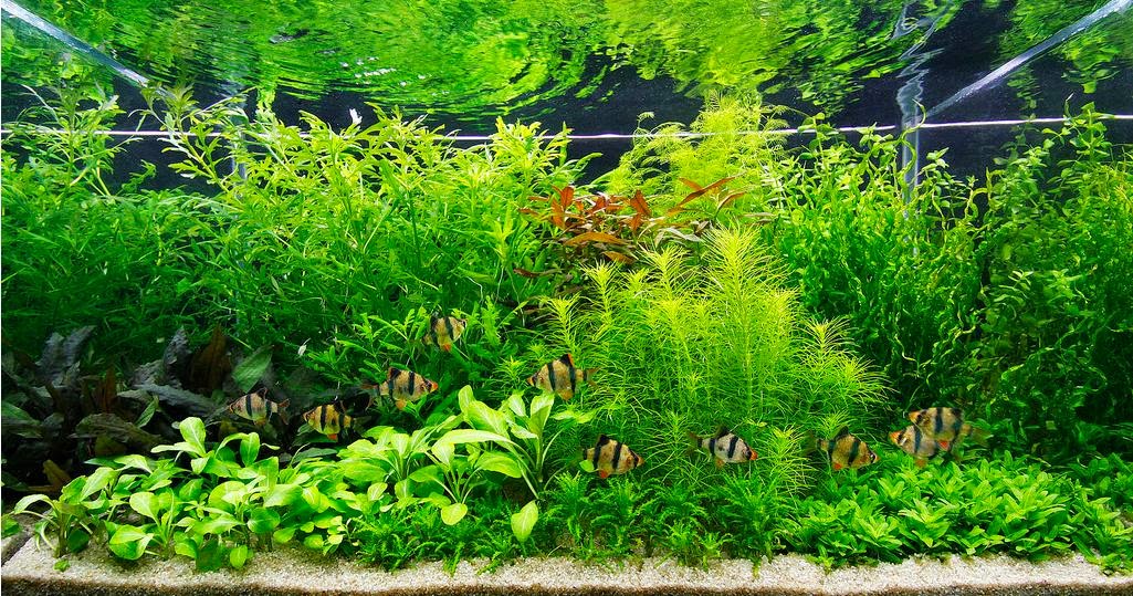Ikan Hias Tiger Barb - Dunia Akuarium
