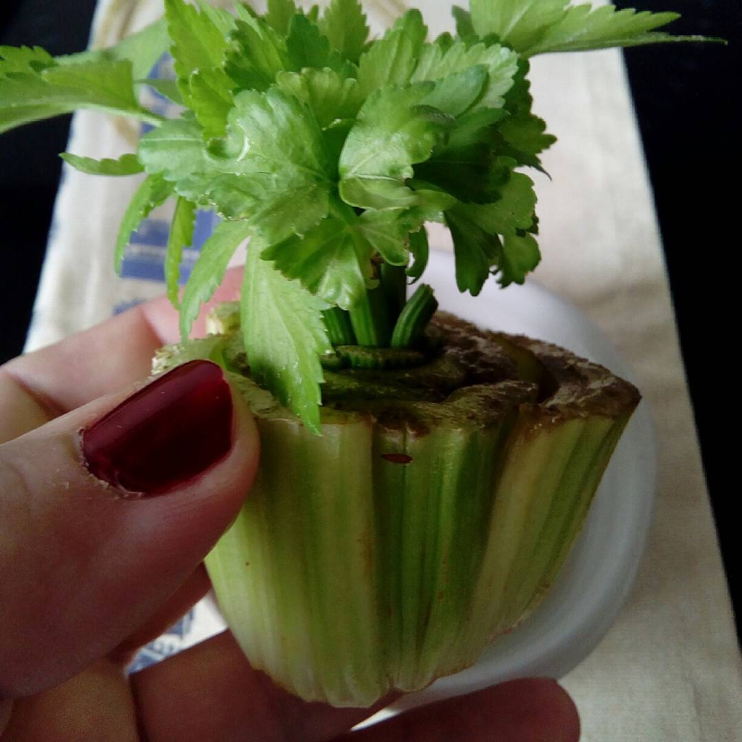 Eni's Kitchen: El Apio y como aprovechar cada parte de la planta ...