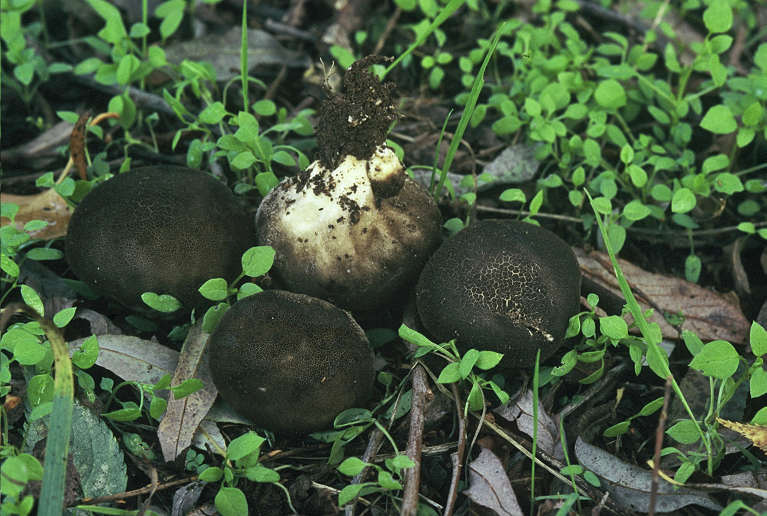 FUNGOS DE GALLAECIA Y NORTE DE LUSITANIA: LOS GASTEROMYCETES EPIGEOS