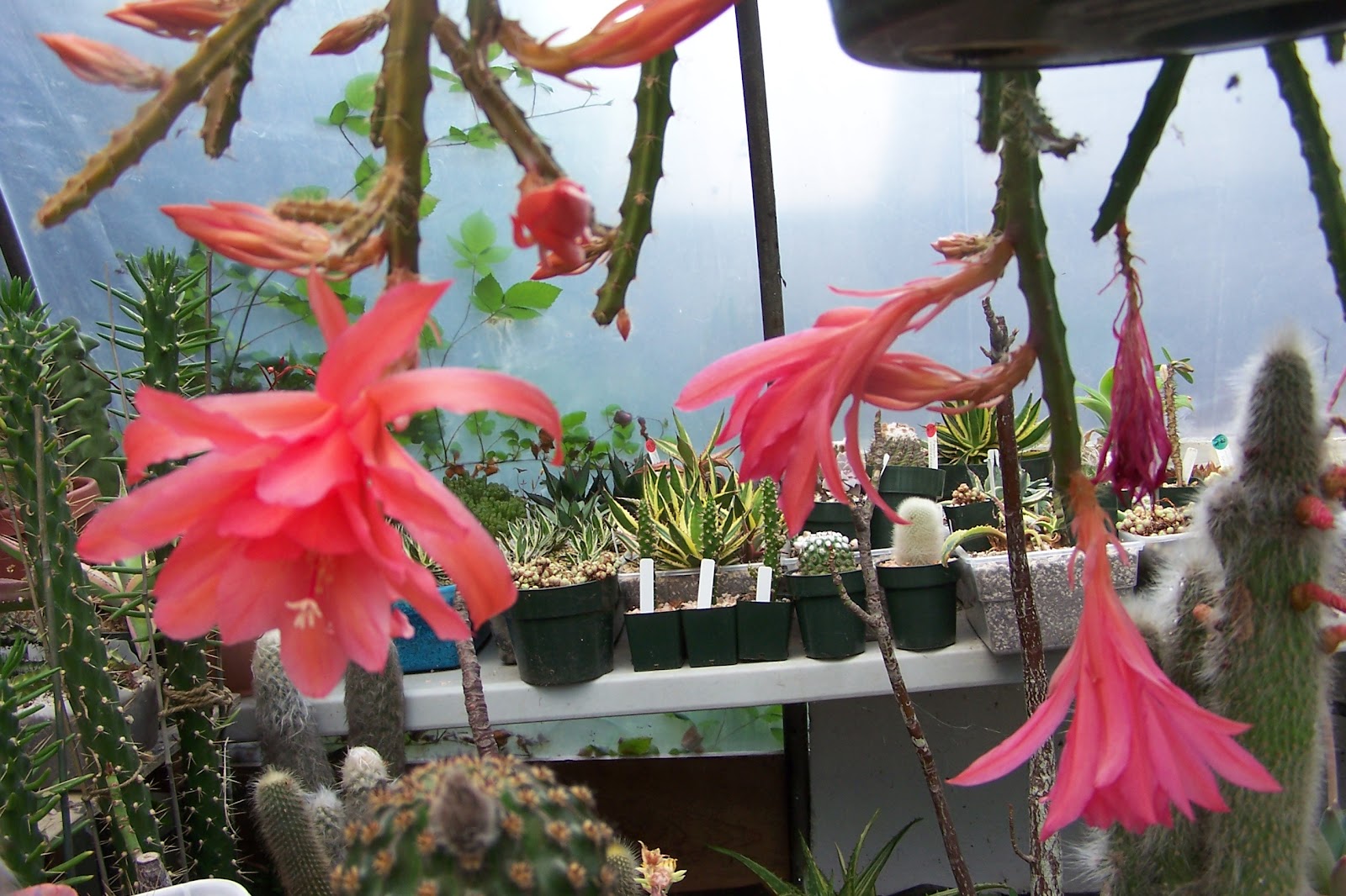 Oregon Cactus Blog: Aporocactus 'Beauty'