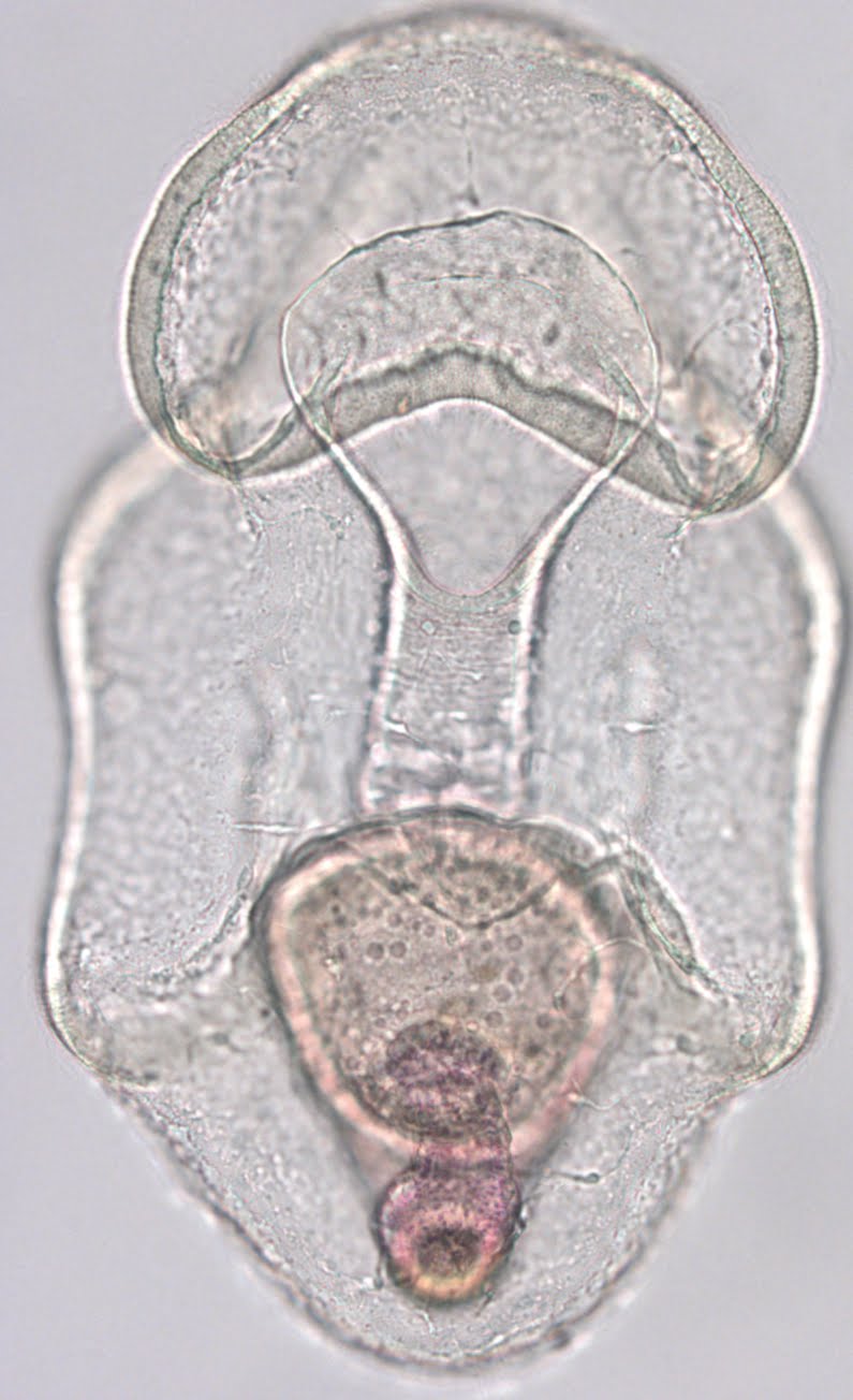Invertebrate Embryology: Regeneration in bipinnaria