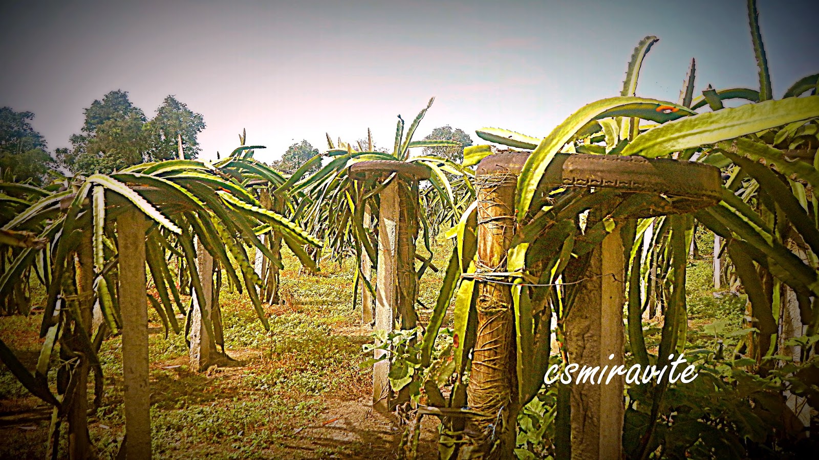 Onli in da Pilipins: A Writer's Journal: DRAGON FRUIT FROM TARLAC ...