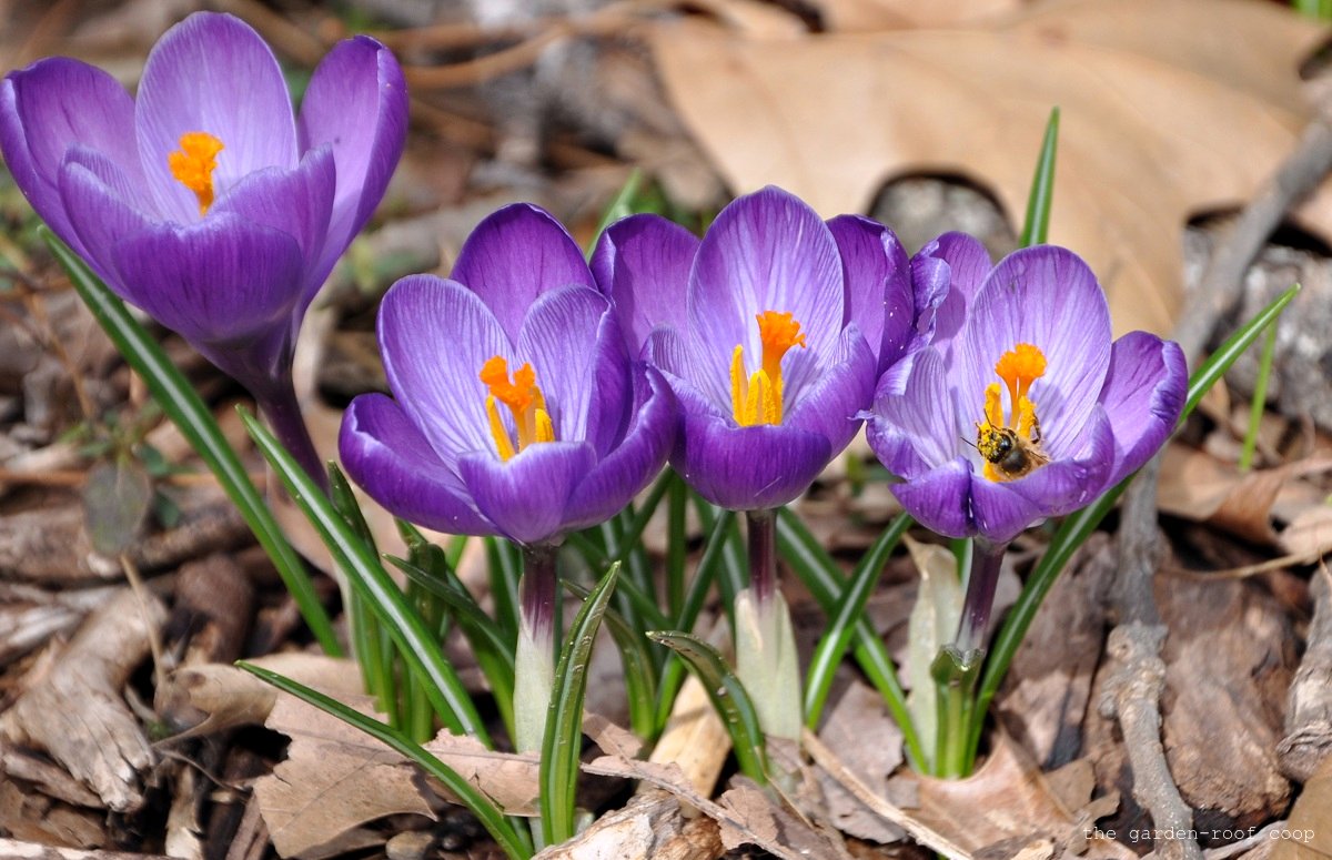 the garden-roof coop: February Blooms ♥