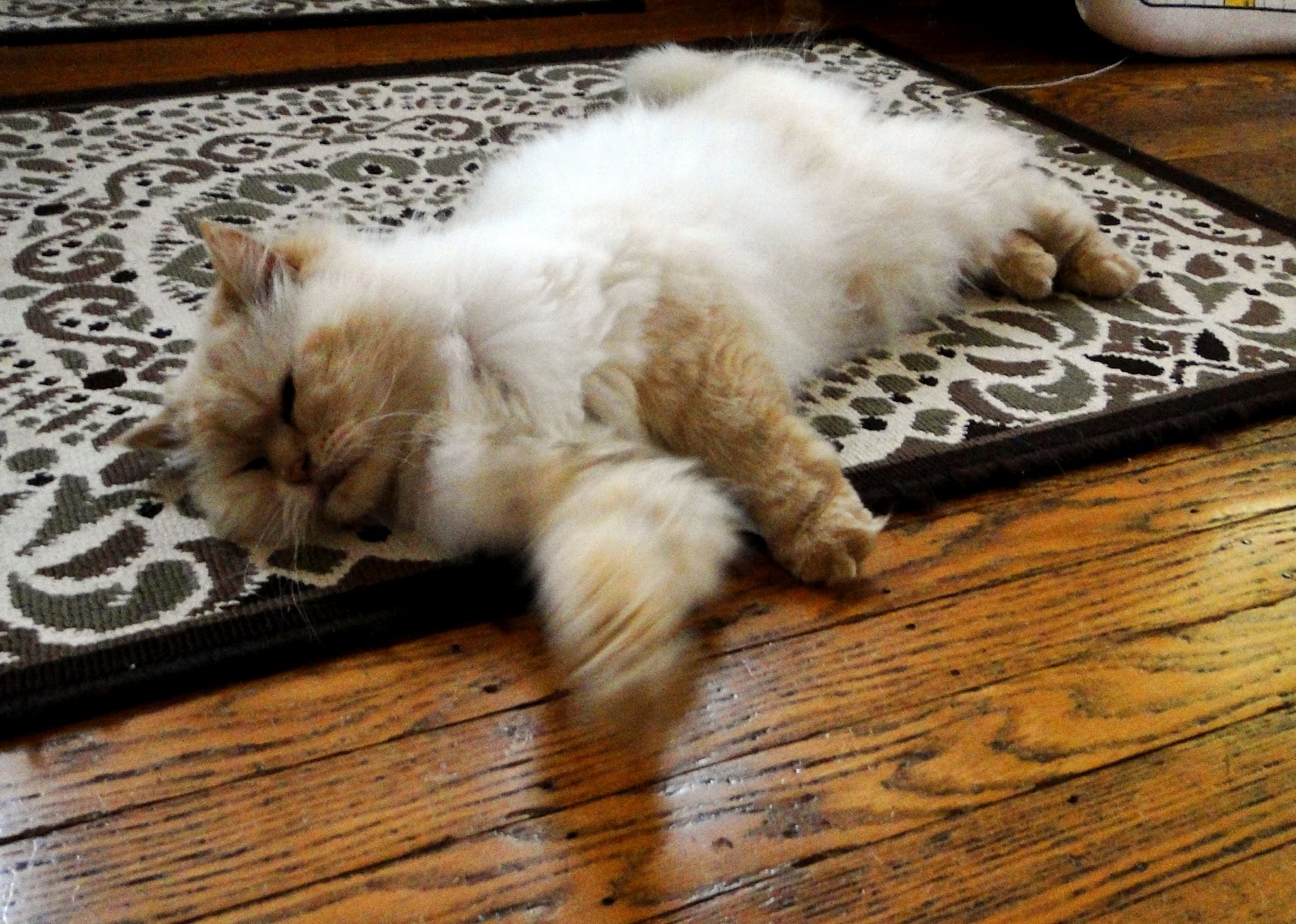 A Little Bit of British from Across The Pond: Tinkerbell and Purring