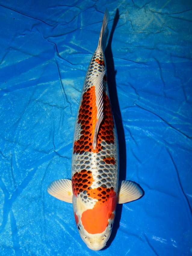 KOIKICHI FISH FARM: 2015