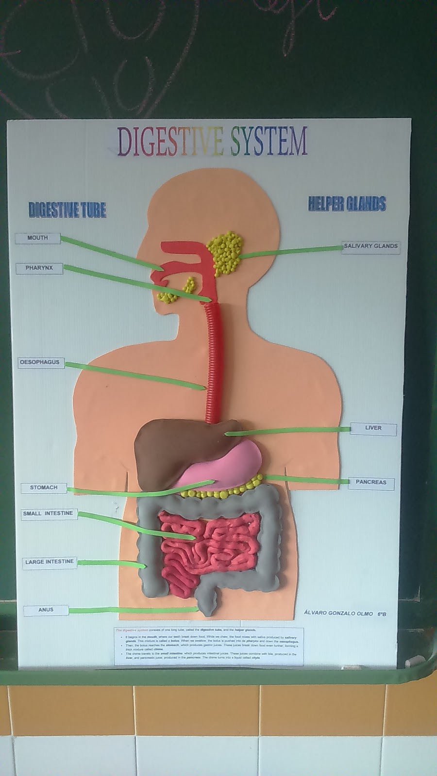 SCIENCE, HISTORY AND GEOGRAPHY, YEAR 5 and 6: November 2015