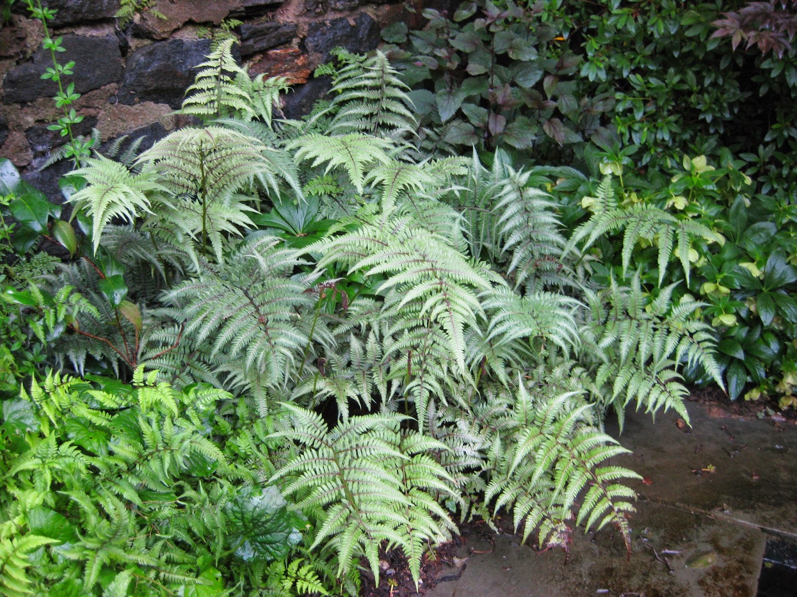 Ghost Fern - A Solid Performer | Rotary Botanical Gardens