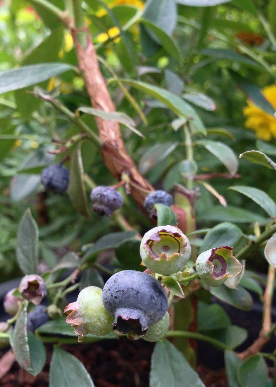 The Rainforest Garden: Healthy Blueberry Muffins!