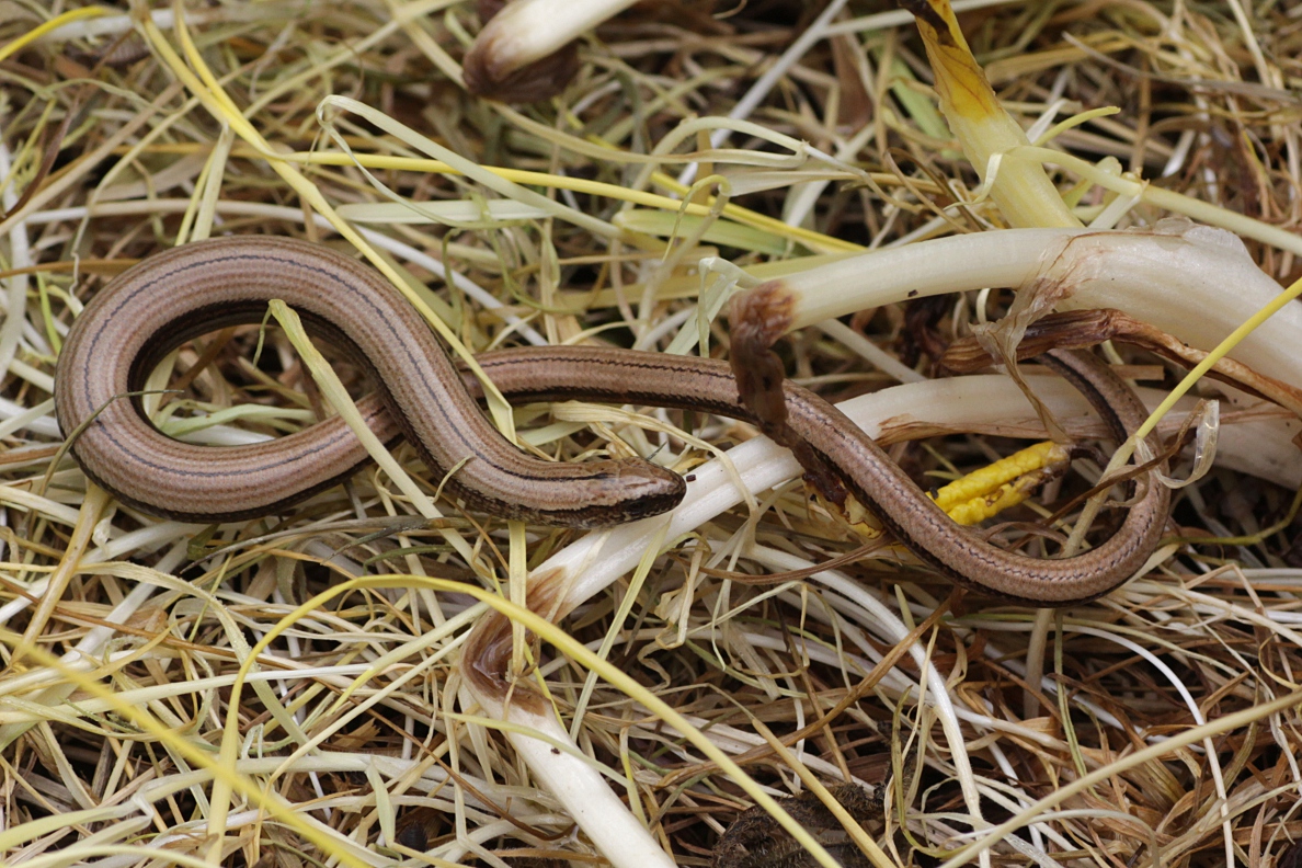 A Little Natural History: May 2013